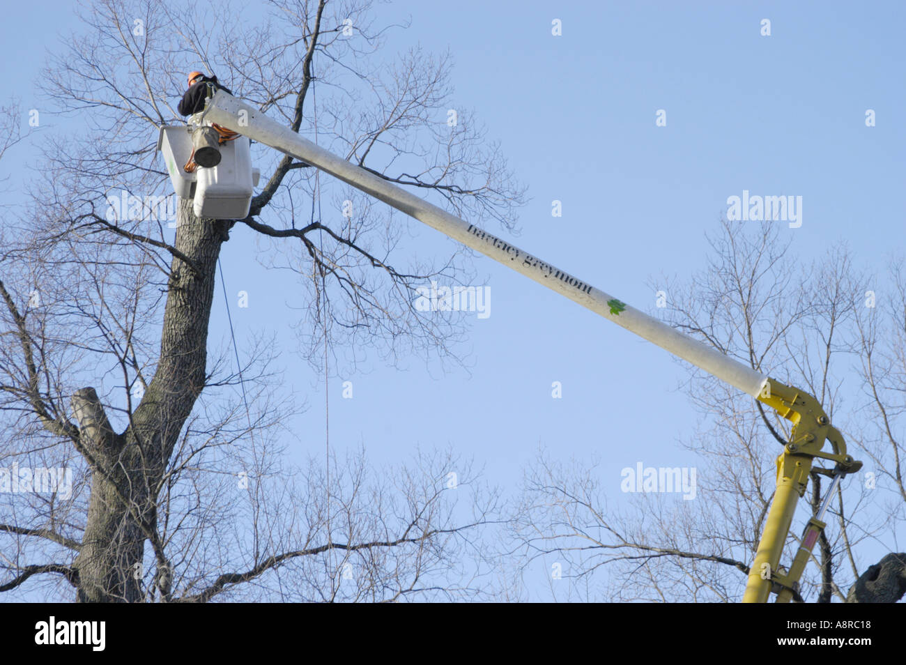 Working trimming tall tree from cherry picker Stock Photo - Alamy