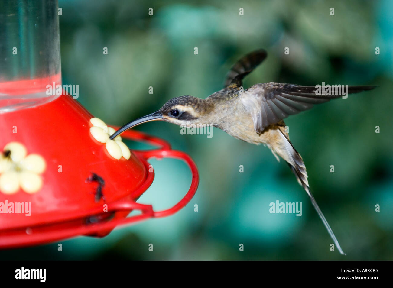 Long-tailed Hermit Hummingbird at hummingbird feeder at Canopy Tower ...