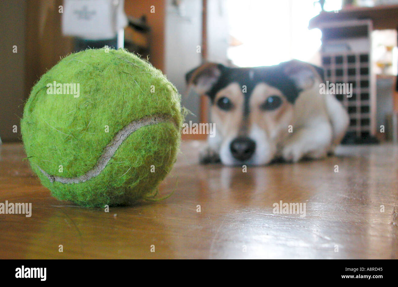 PR dog and his ball Stock Photo - Alamy