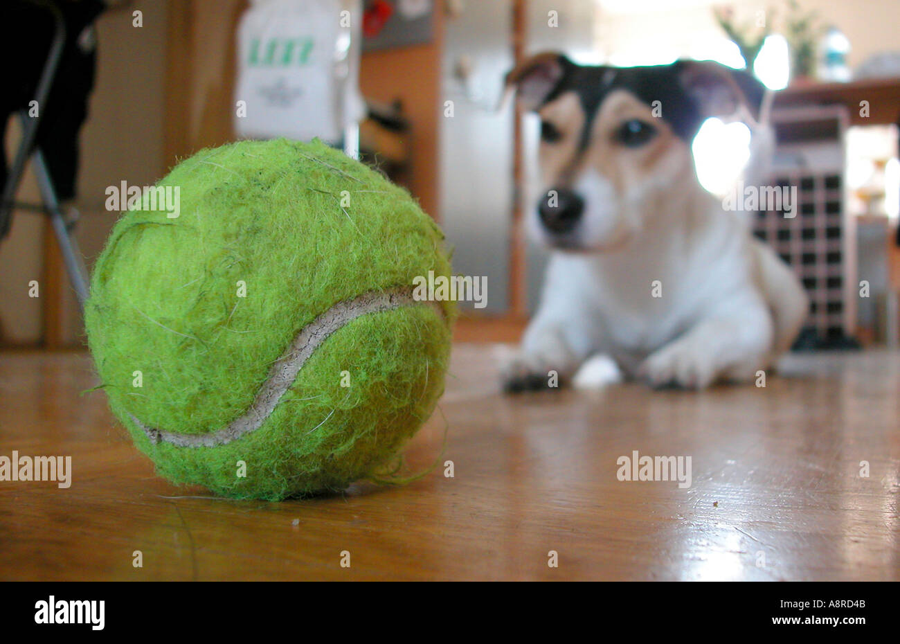 PR dog and his ball Stock Photo - Alamy