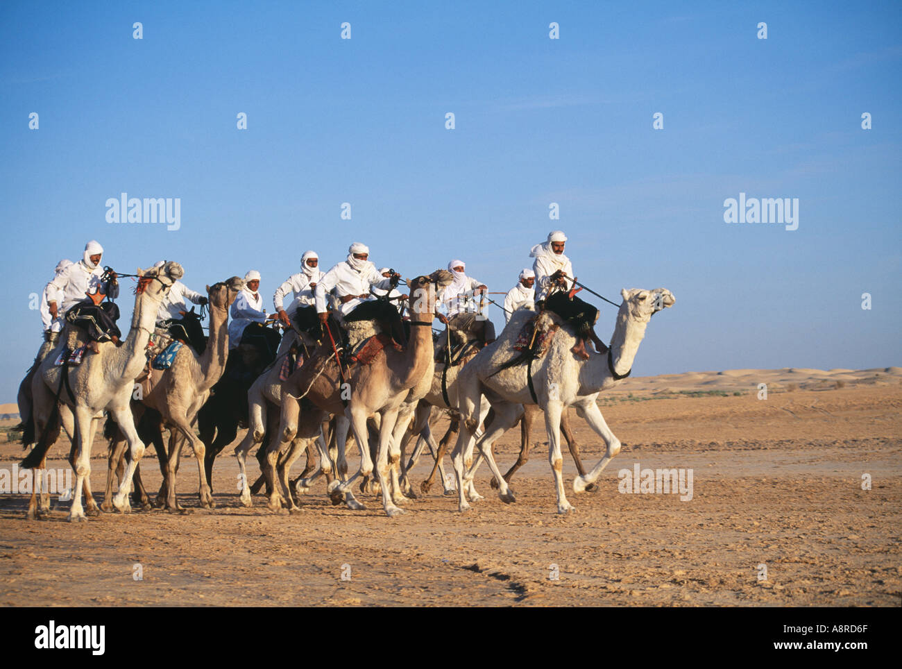 A large group of Arabs taking part in one of the exciting camel races ...