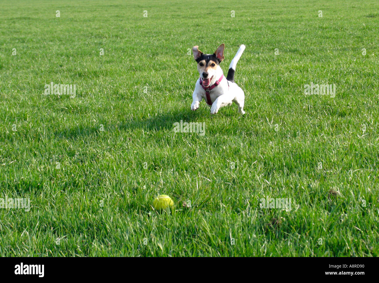 PR dog playing with a ball Stock Photo - Alamy