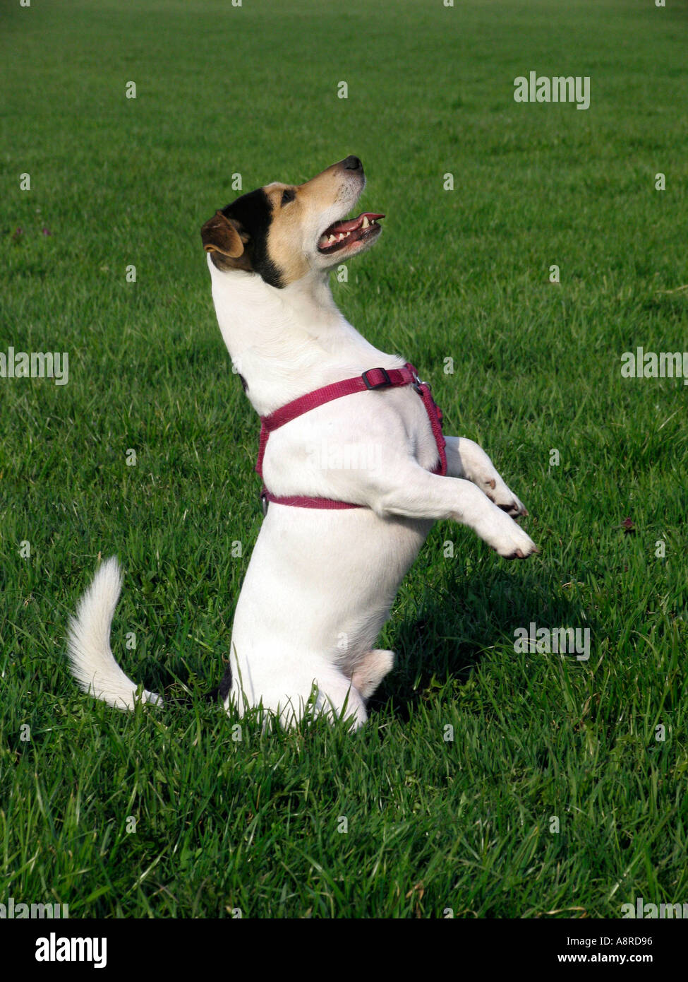 PR dog begging Stock Photo - Alamy