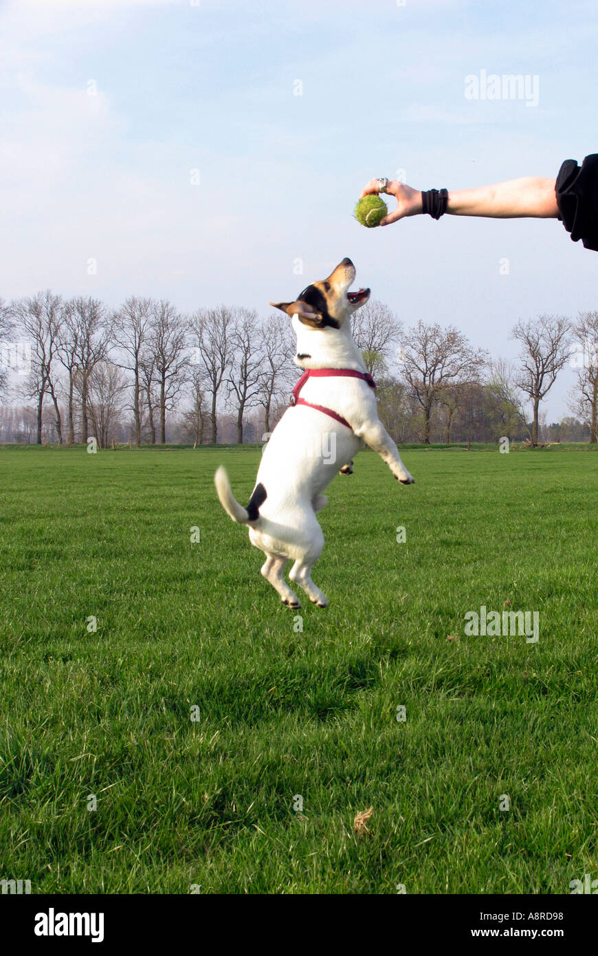PR dog jumping Stock Photo - Alamy