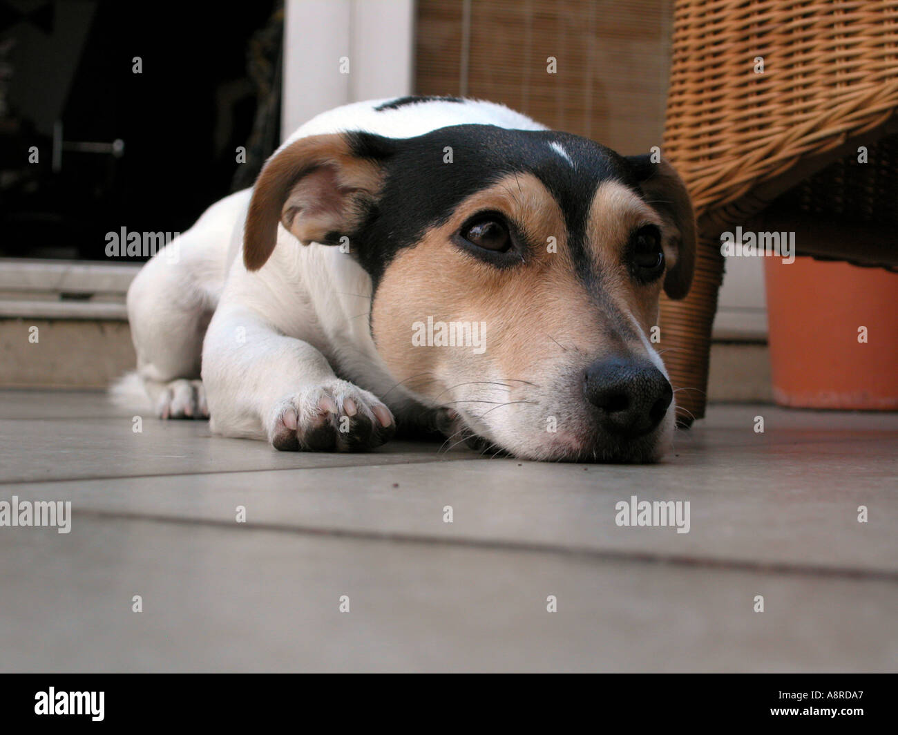 Tired weary exhausted hi-res stock photography and images - Alamy