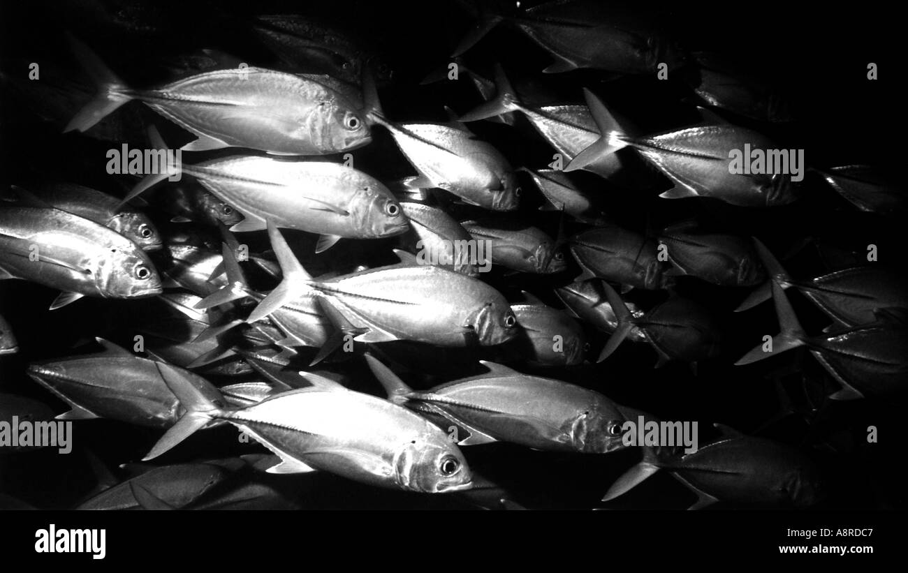 Pr Black and White Stock Photos & Images - Alamy