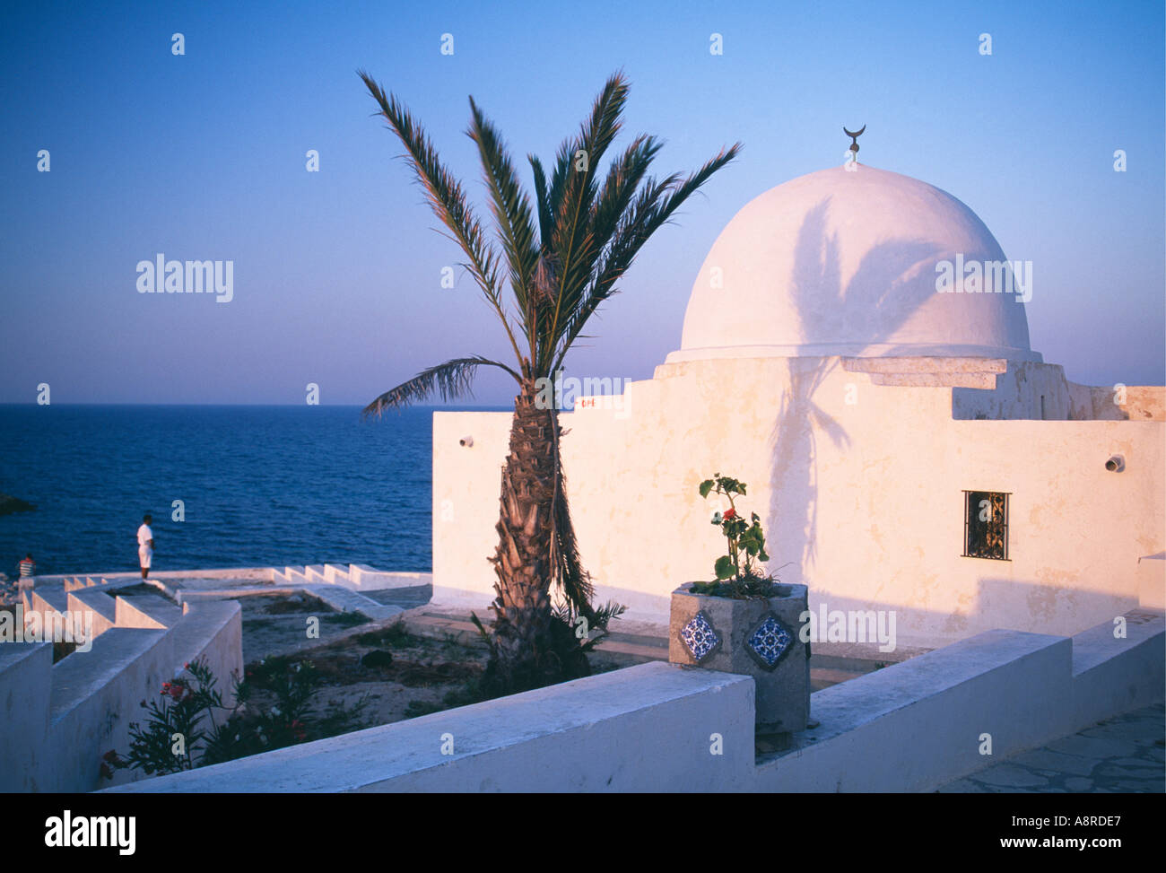 Glowing pink in the evening sunlight the fronds of a palm reflected on ...