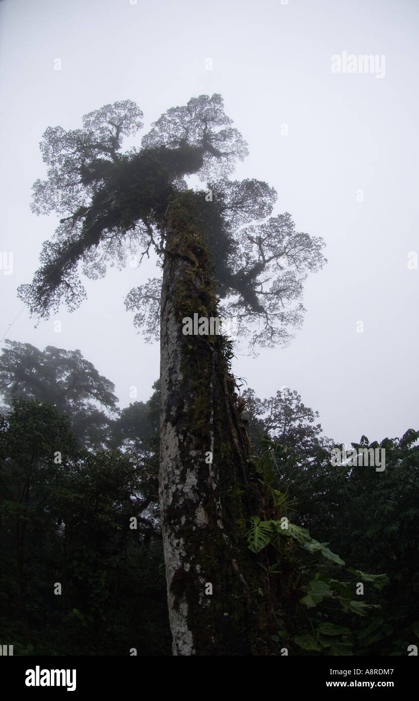 Emergent tree in the rain forest hi-res stock photography and images ...