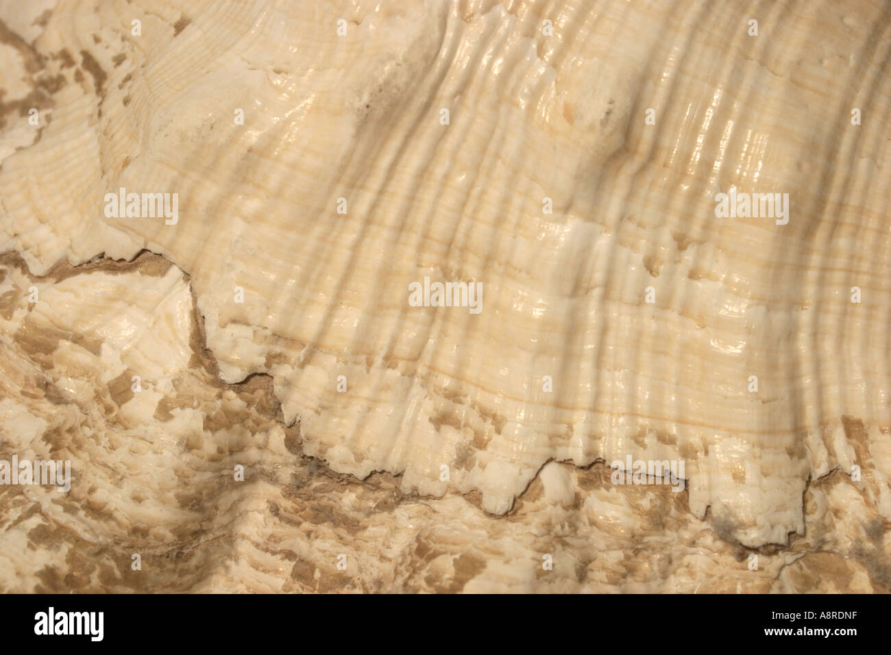 Horse Conch sea shell Stock Photo - Alamy