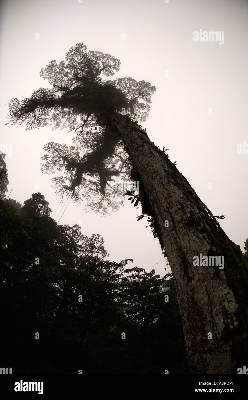 Emergent rainforest tree hi-res stock photography and images - Alamy
