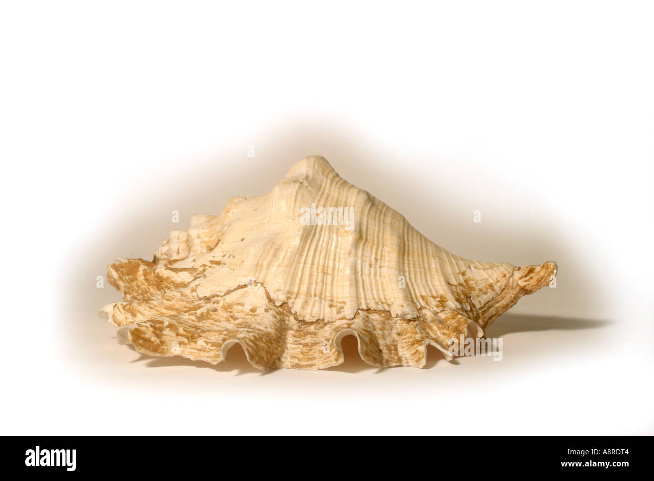 Horse Conch sea shell Stock Photo - Alamy