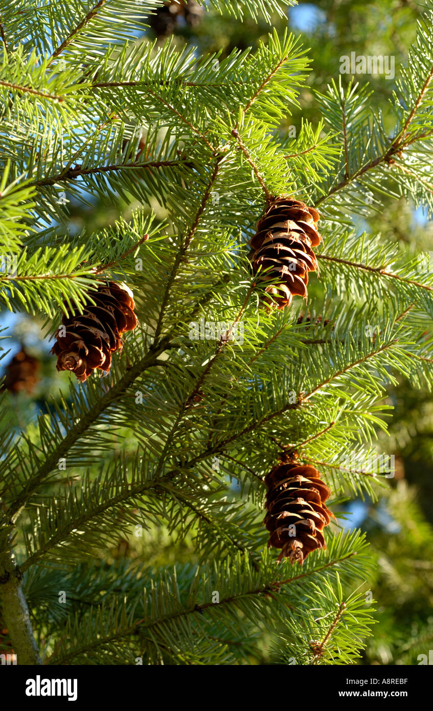 Douglas fir lumber hi-res stock photography and images - Alamy
