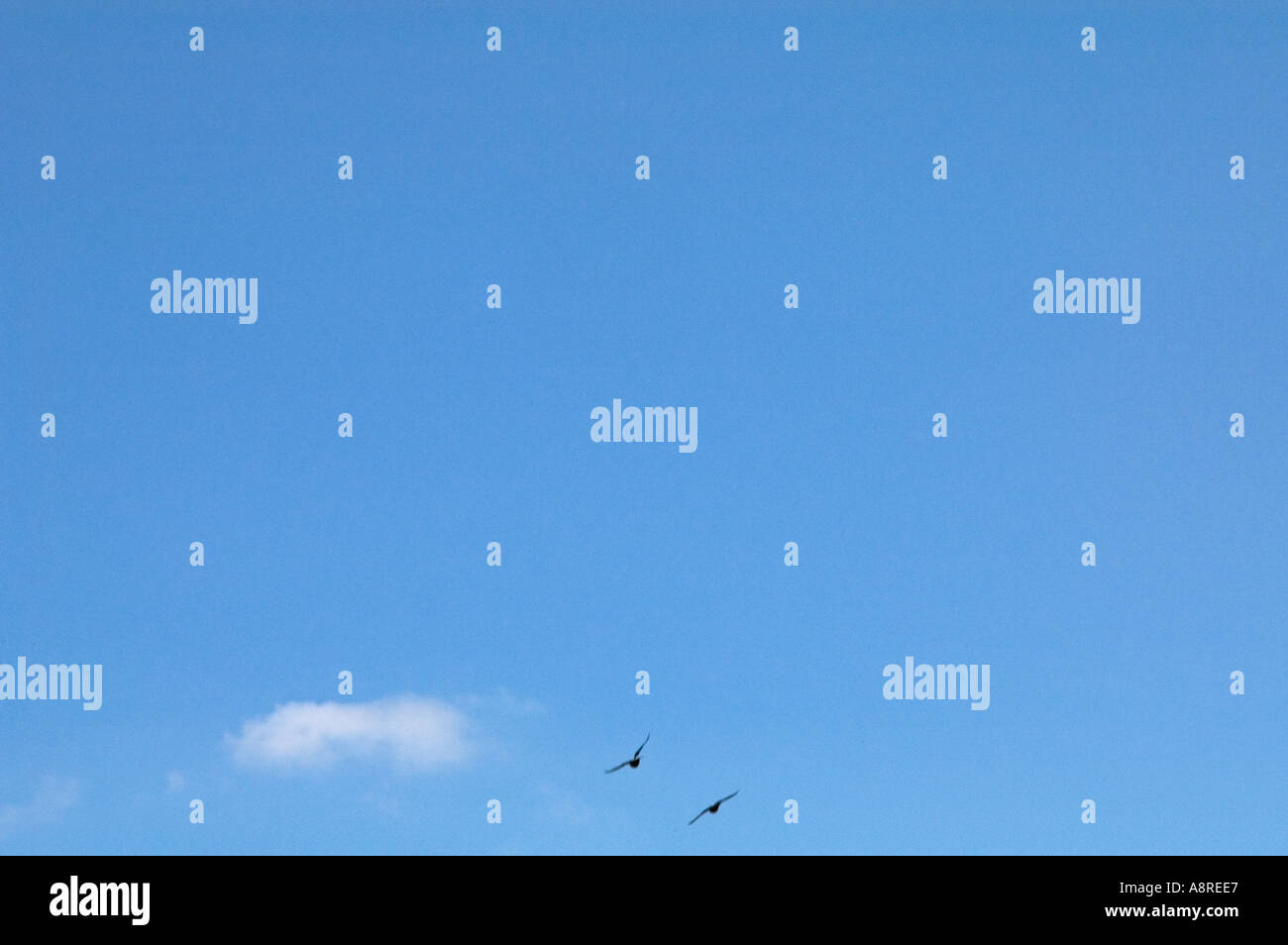 Two pigeons flying in a blue sky Stock Photo - Alamy