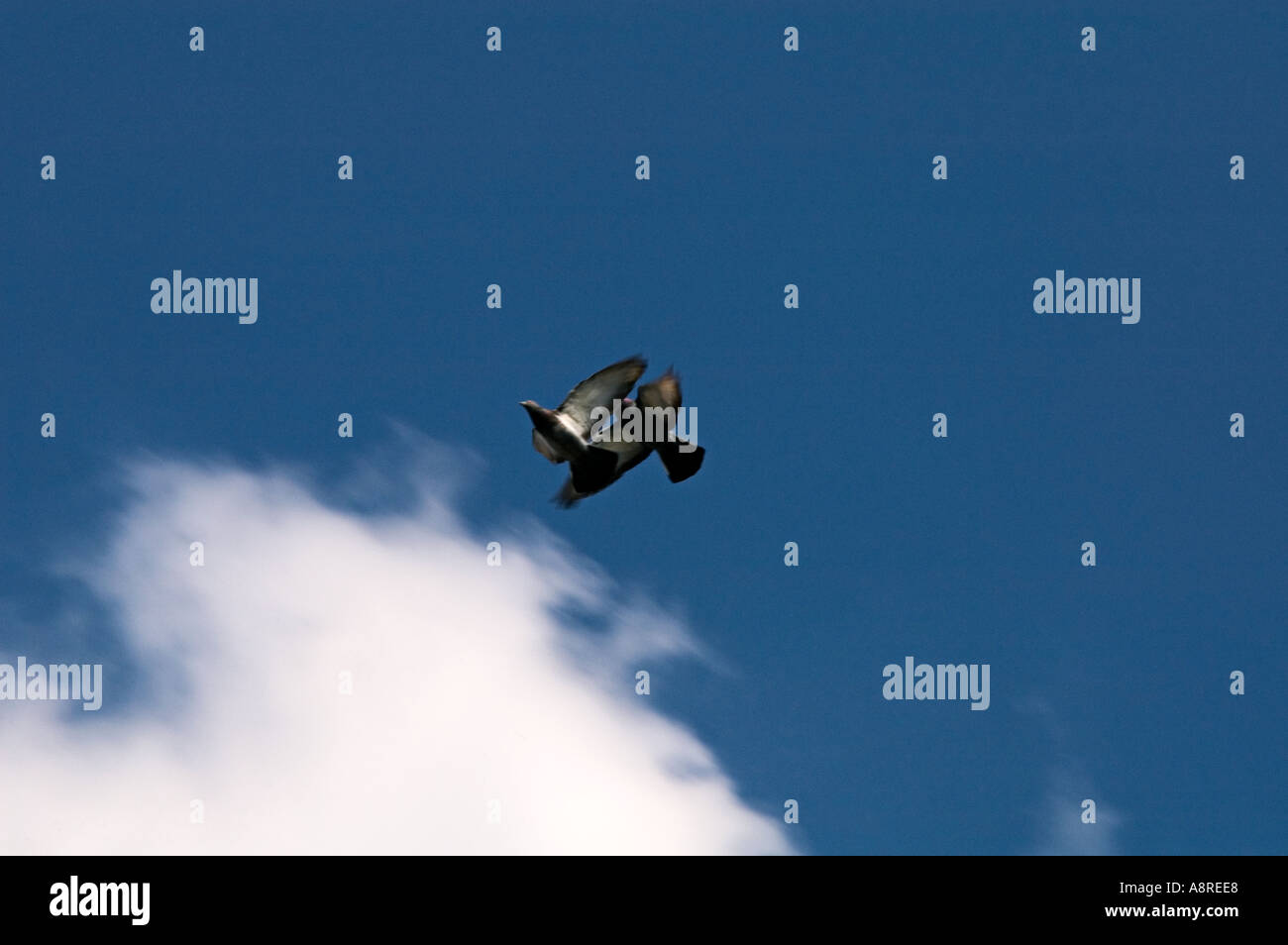 Two pigeons flying in a blue sky Stock Photo - Alamy