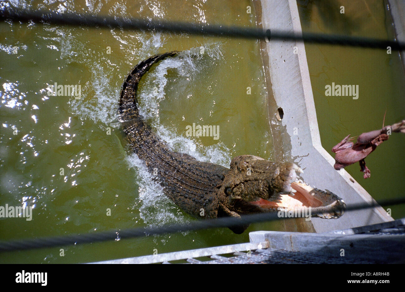 Animal snaps hi-res stock photography and images - Alamy