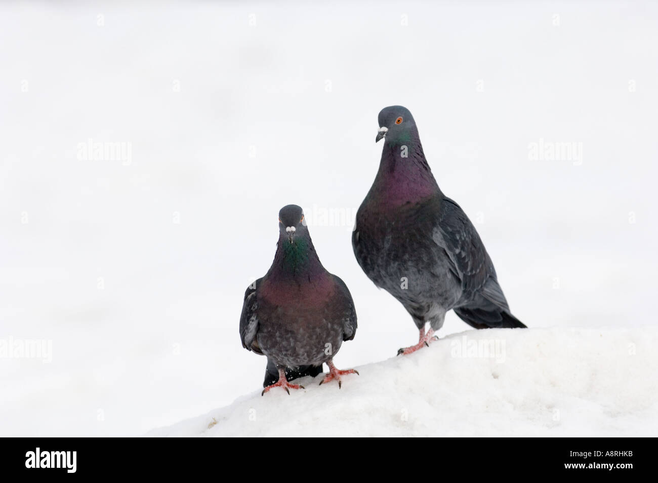 Feral pigeons in winter hi-res stock photography and images - Alamy