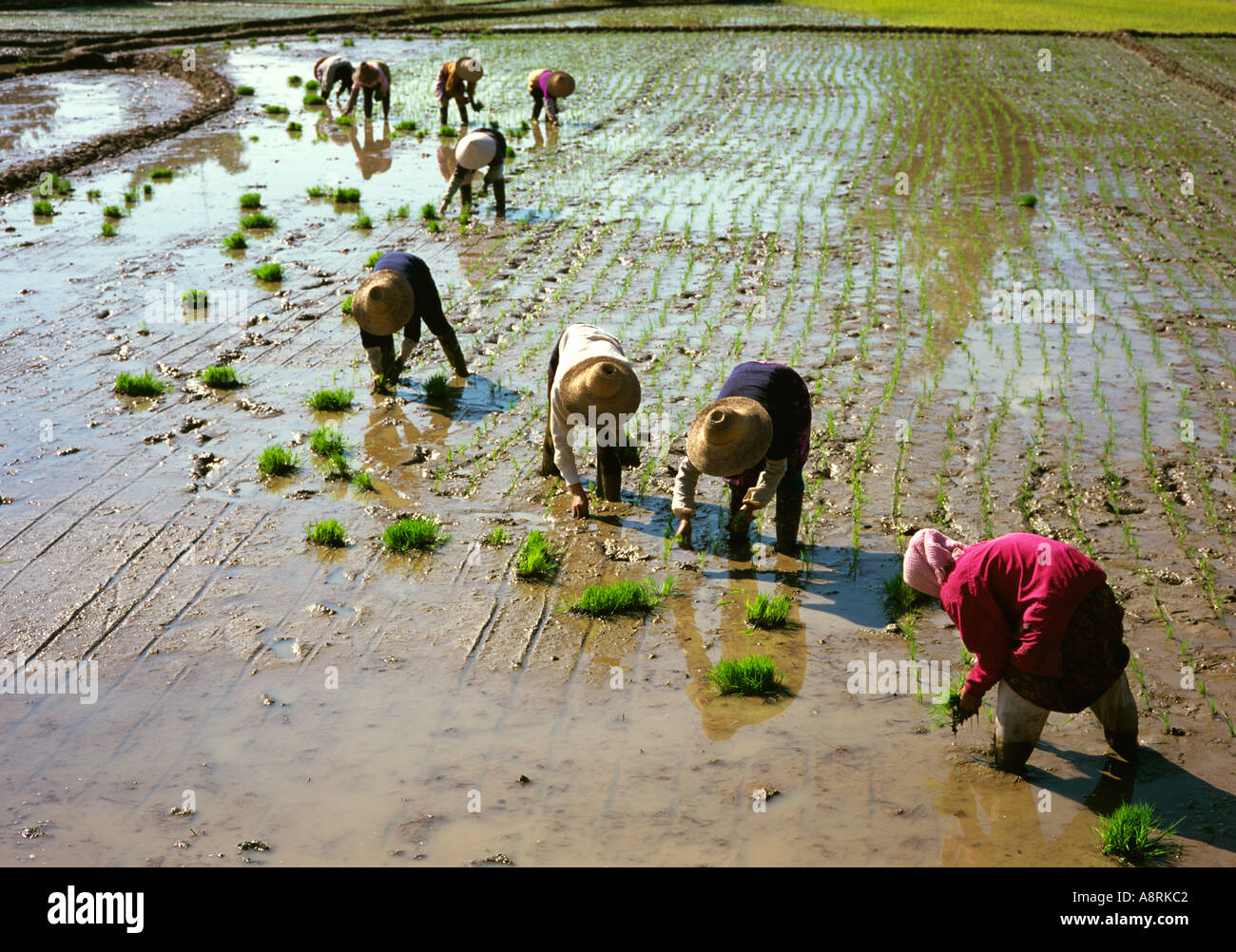 Flooded nursery hi-res stock photography and images - Alamy