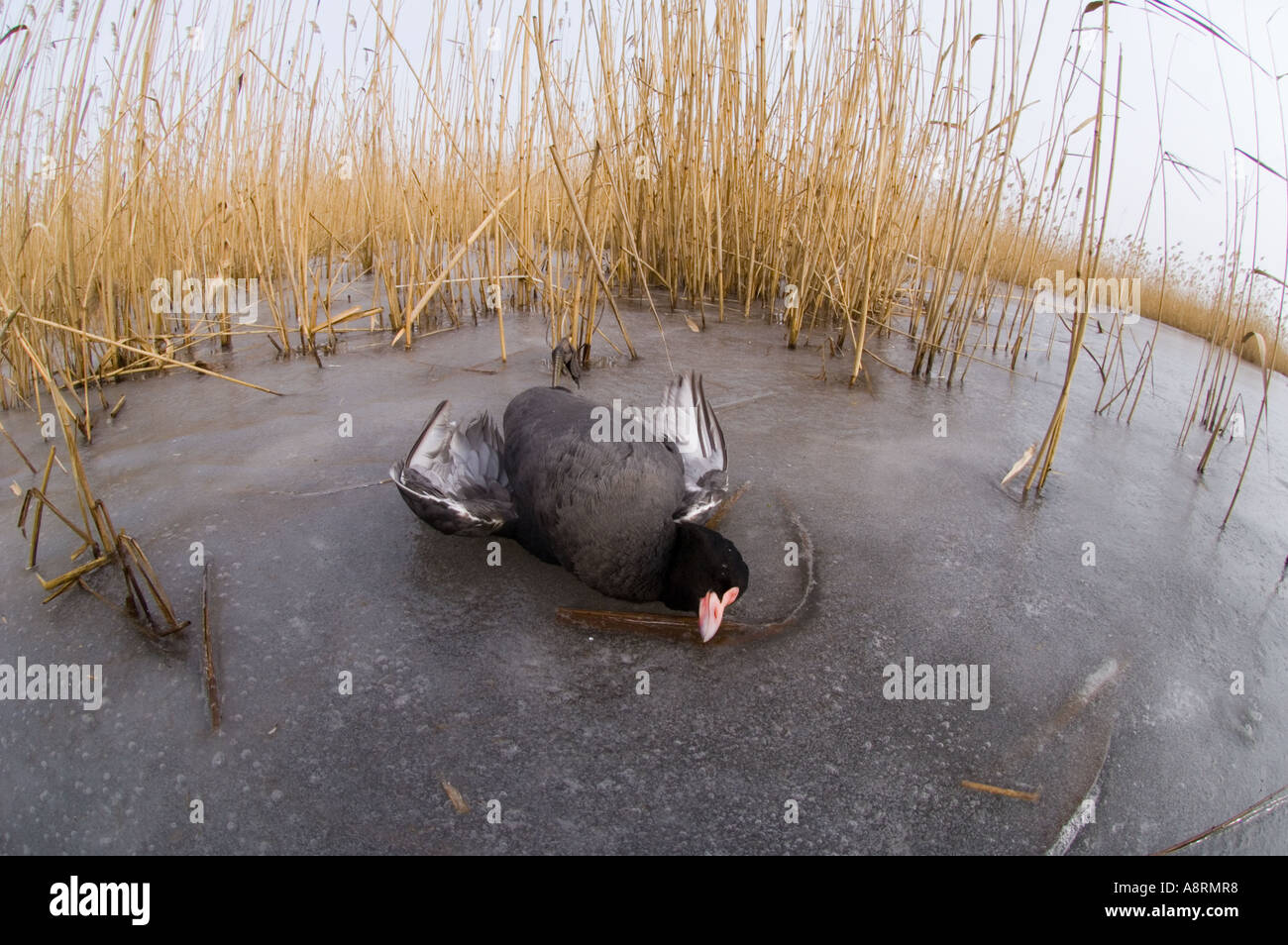 Death bird hi-res stock photography and images - Alamy