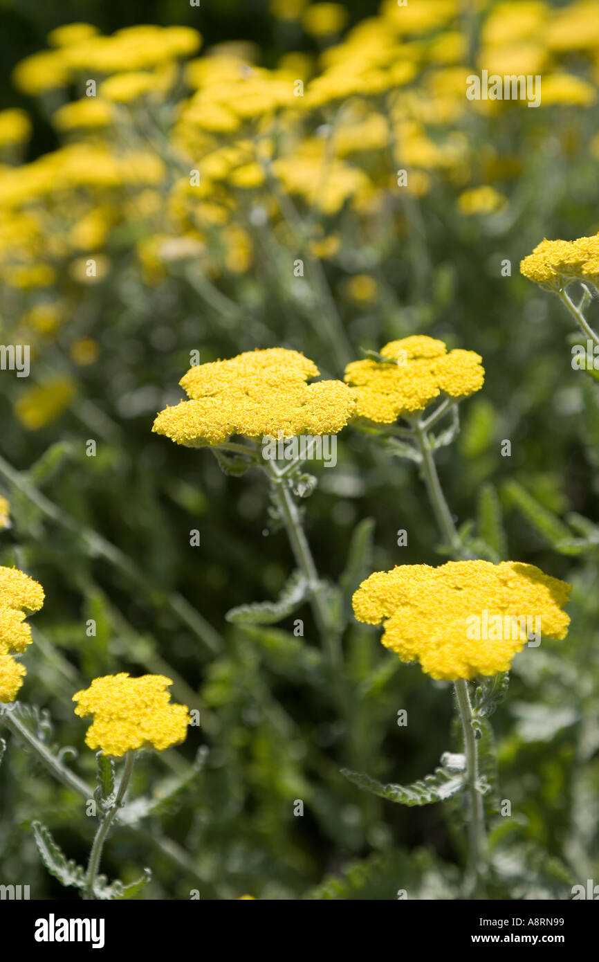 Yellow yarrow flowers hi-res stock photography and images - Alamy