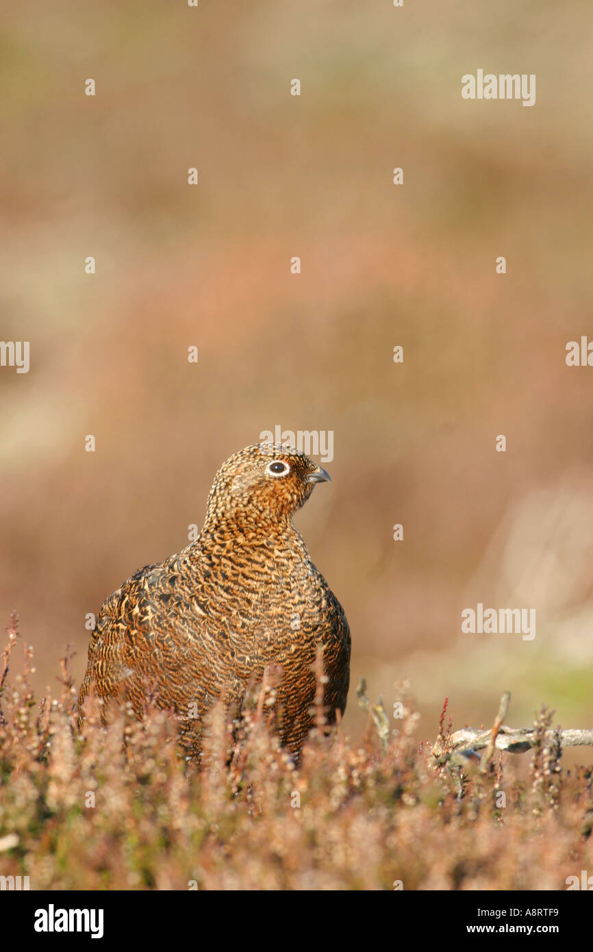 Grouse with red eye hi-res stock photography and images - Alamy
