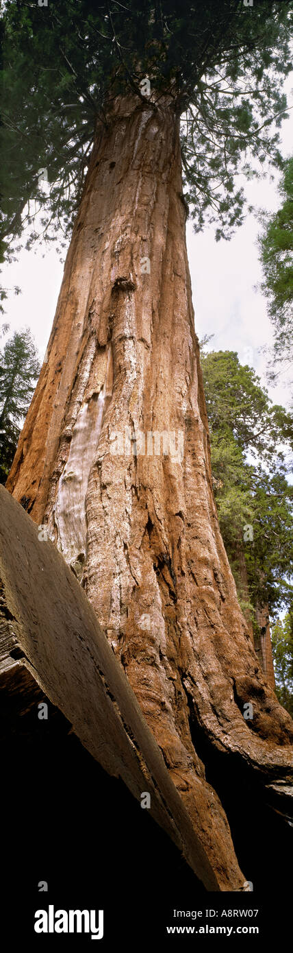 California sequoias tree detail hi-res stock photography and images - Alamy