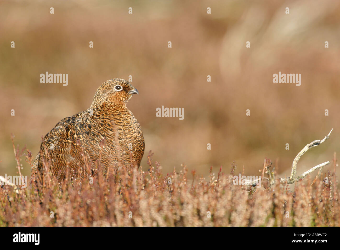 Red eye wattles hi-res stock photography and images - Alamy