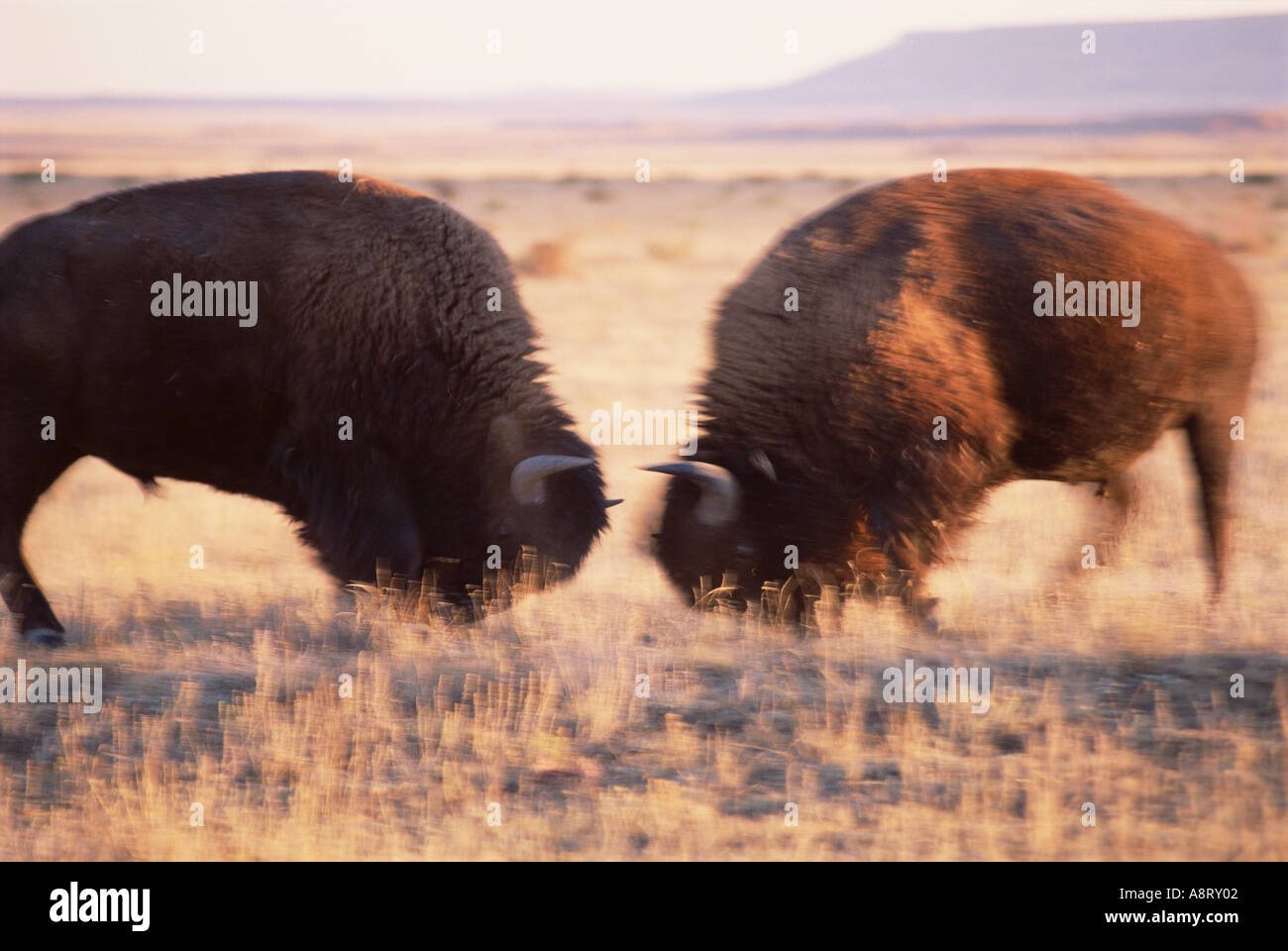 Two North American Bison preparing to butt heads with their horns ...
