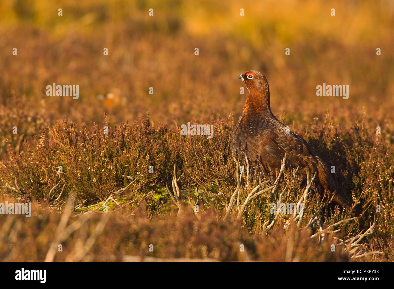 Red eye wattles hi-res stock photography and images - Alamy