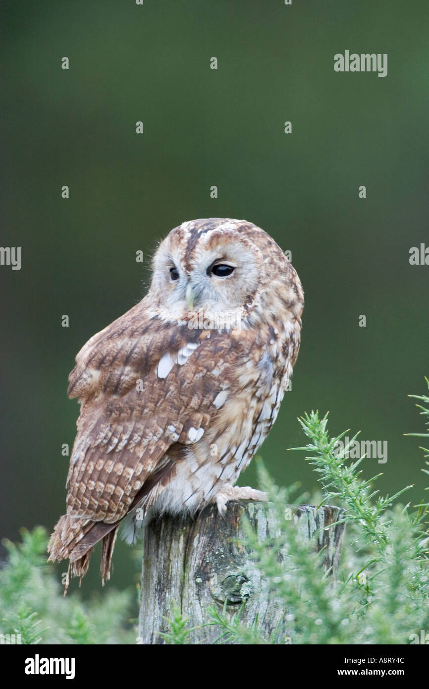 Strixo hi-res stock photography and images - Alamy