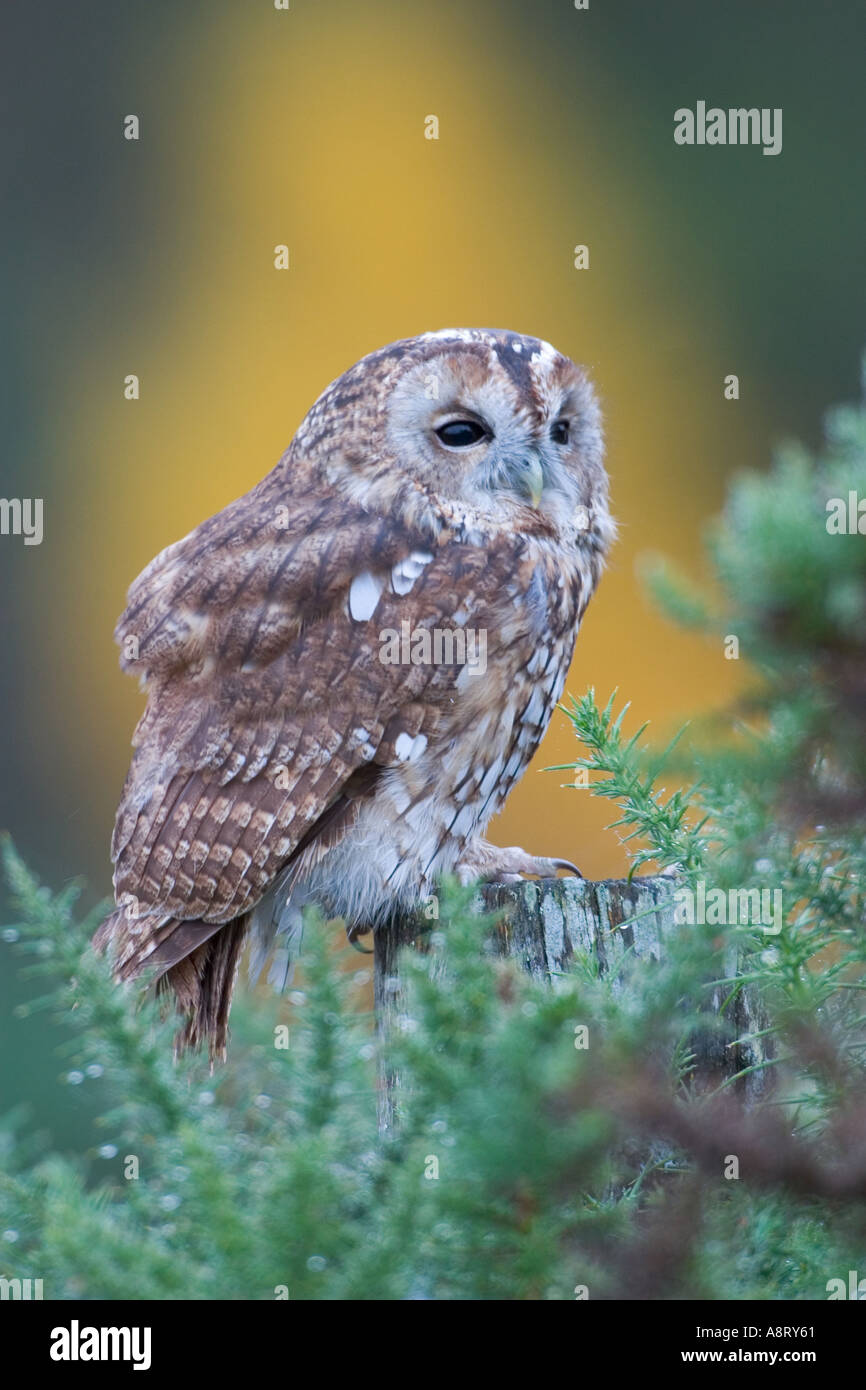 Strixo hi-res stock photography and images - Alamy