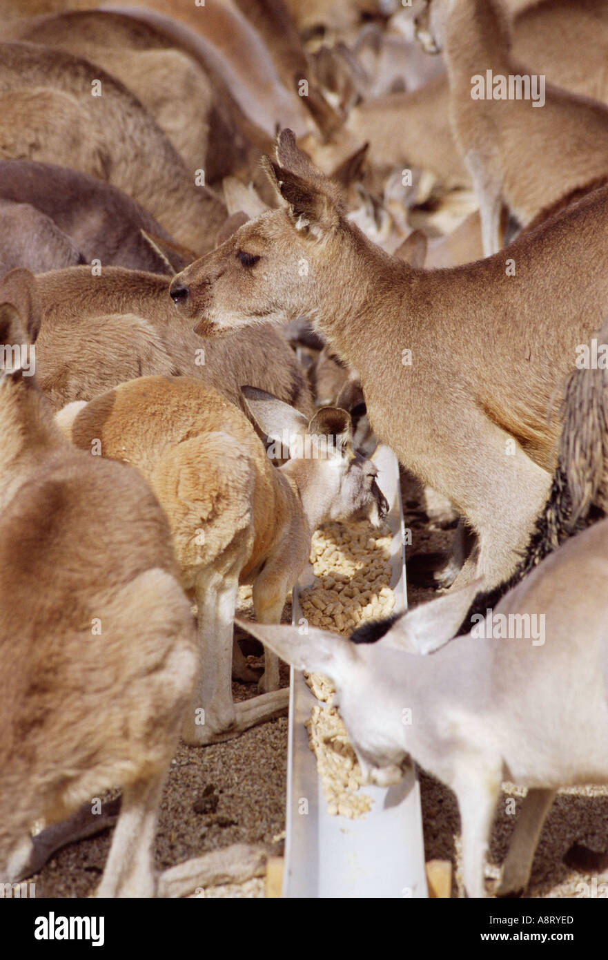Kangaroos eating out of a feed bin in a farm in Australia Stock Photo ...