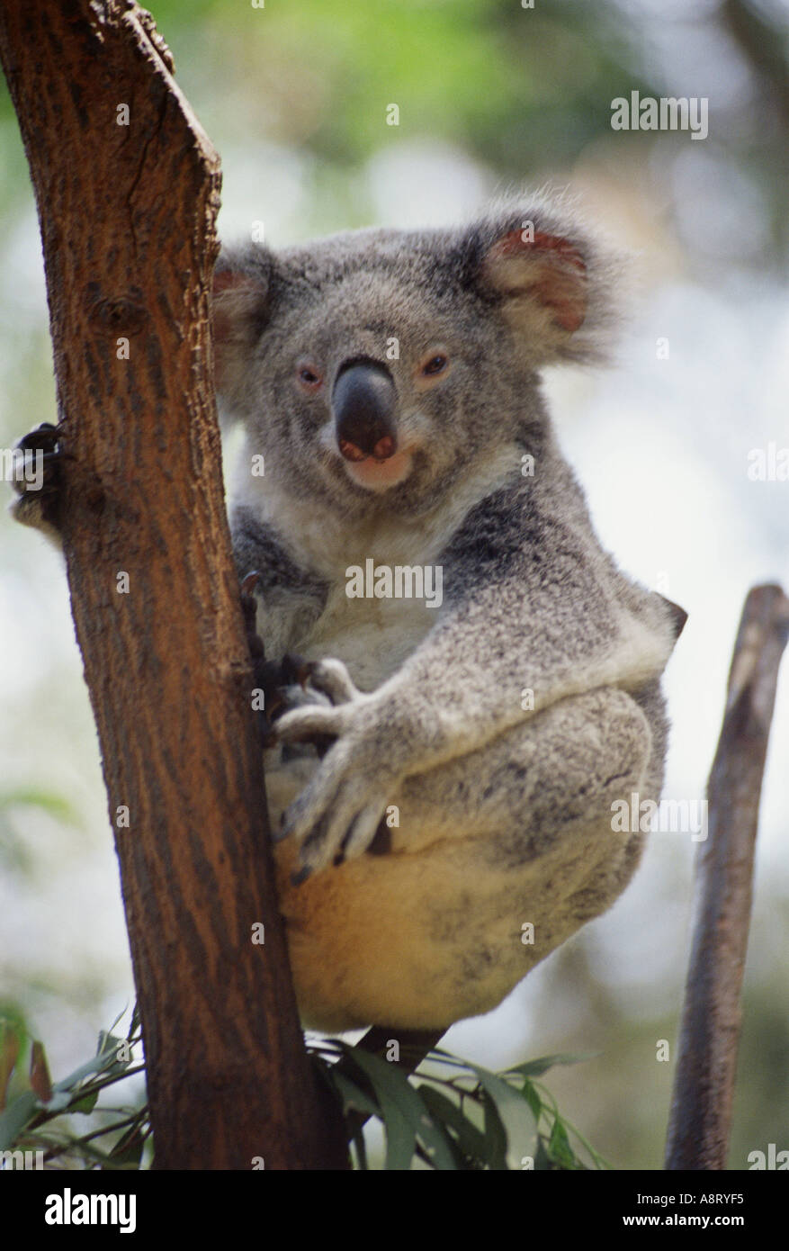Sitting under tree limb hi-res stock photography and images - Alamy