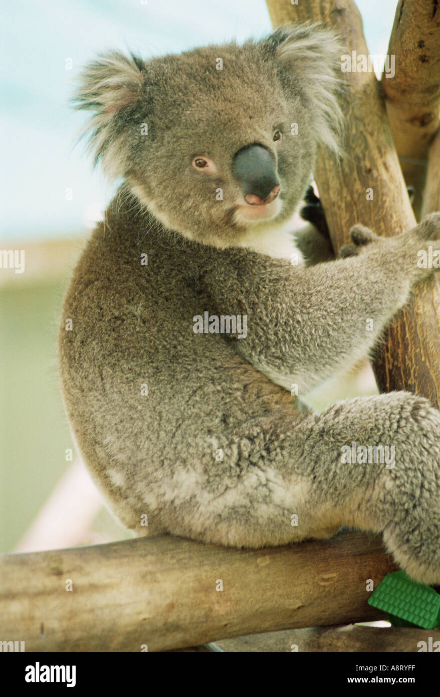Koala bear perched on a tree limb in Australia Stock Photo - Alamy