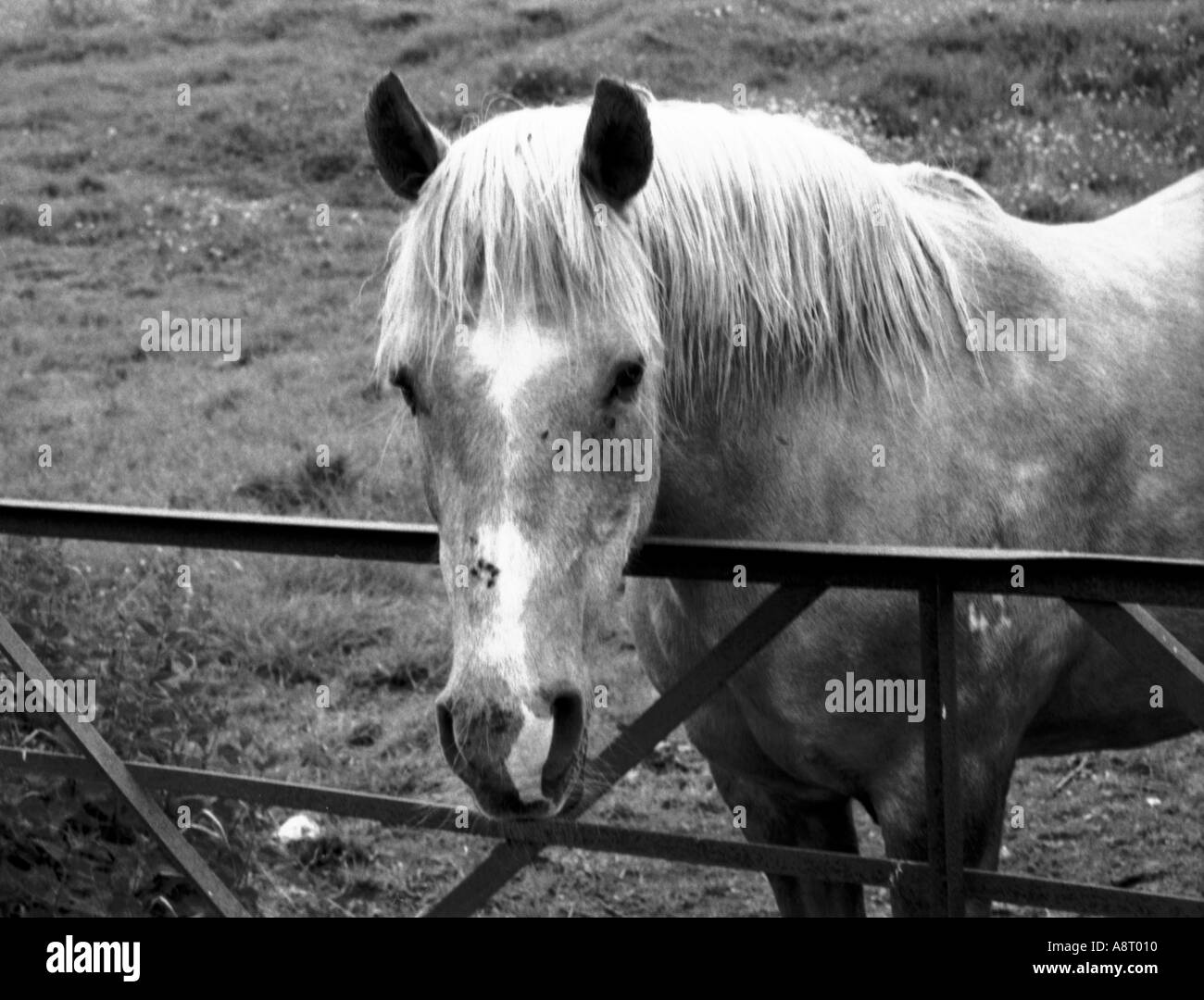 hourse looking over a gate Stock Photo - Alamy