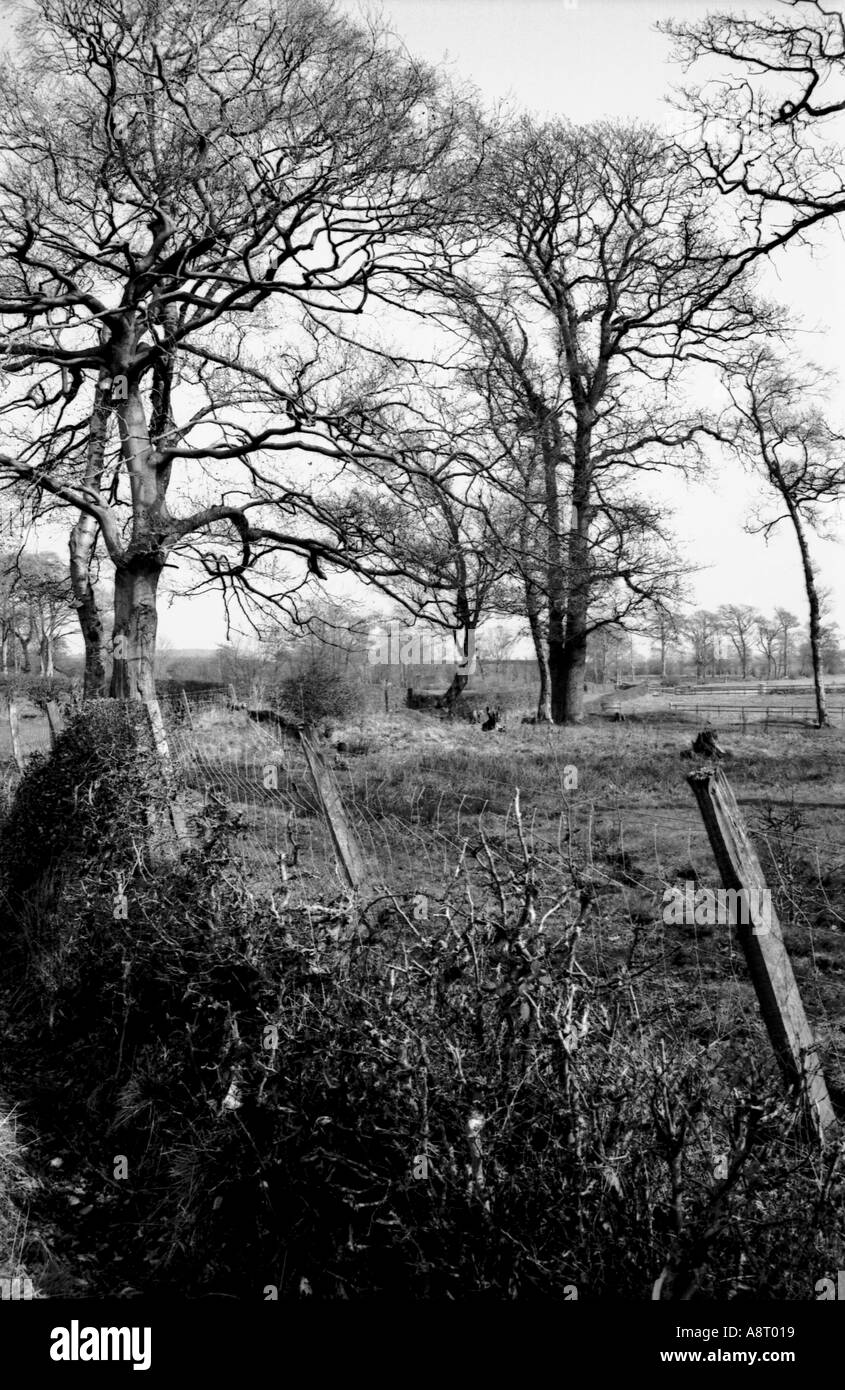 trees behind fence Stock Photo - Alamy