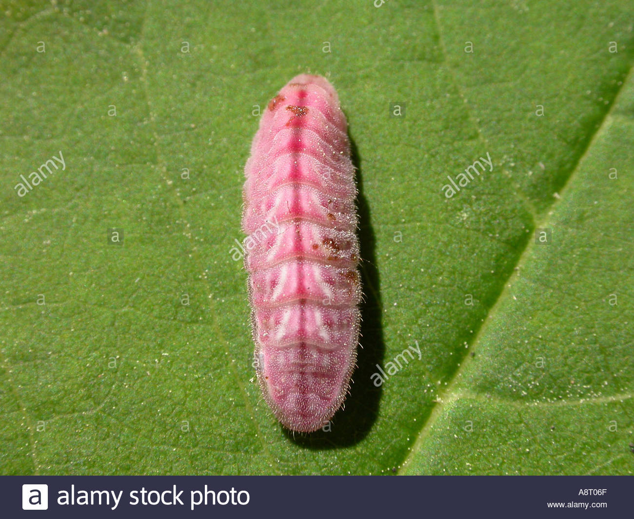 Lygdamus High Resolution Stock Photography and Images - Alamy
