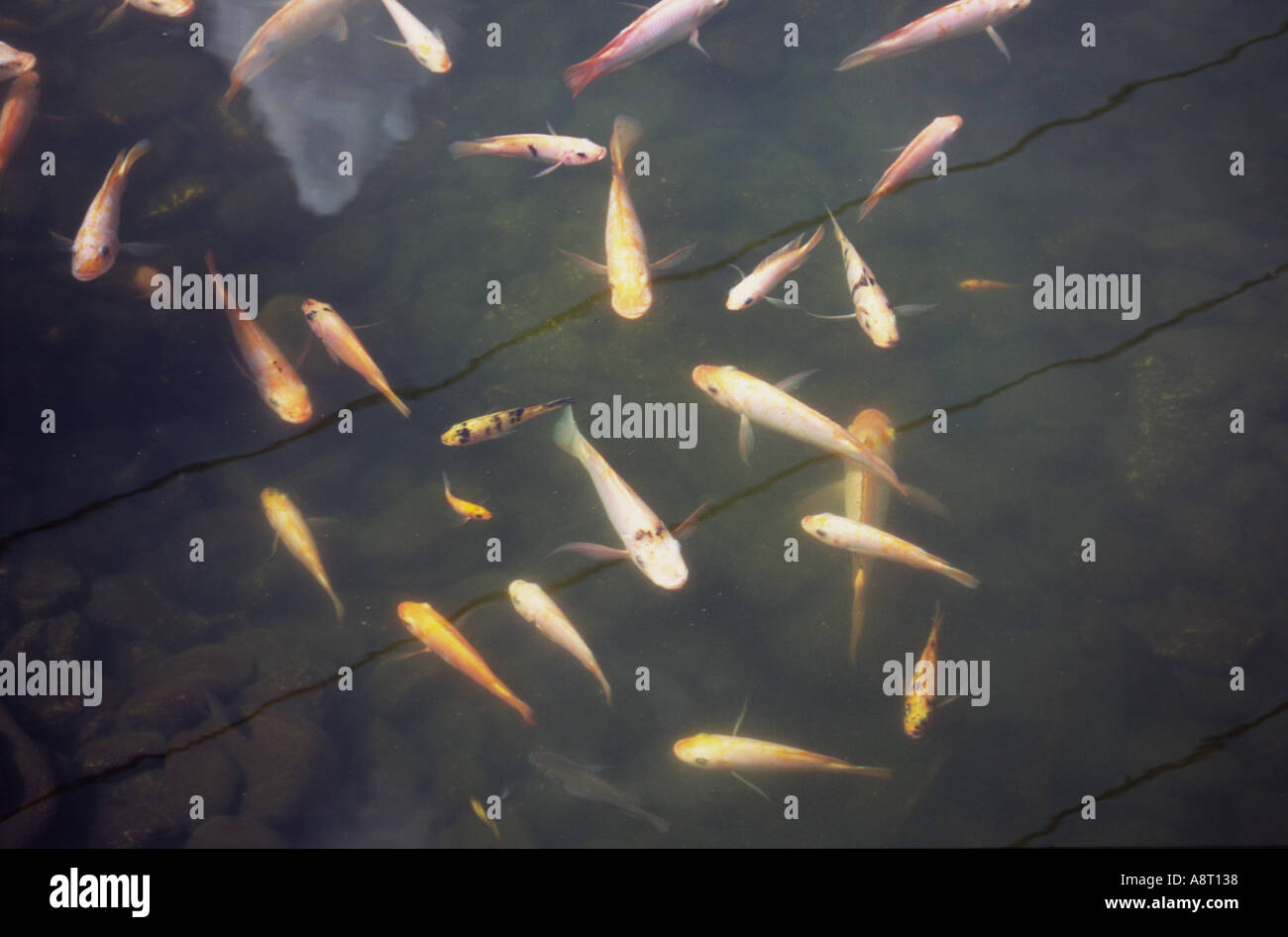fish water background Scenic Stock Photo - Alamy