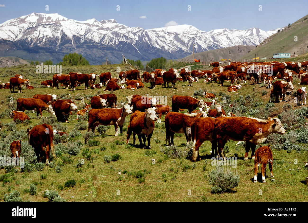 Herd of Whiteface hereford cattle on their Summer range in the high ...