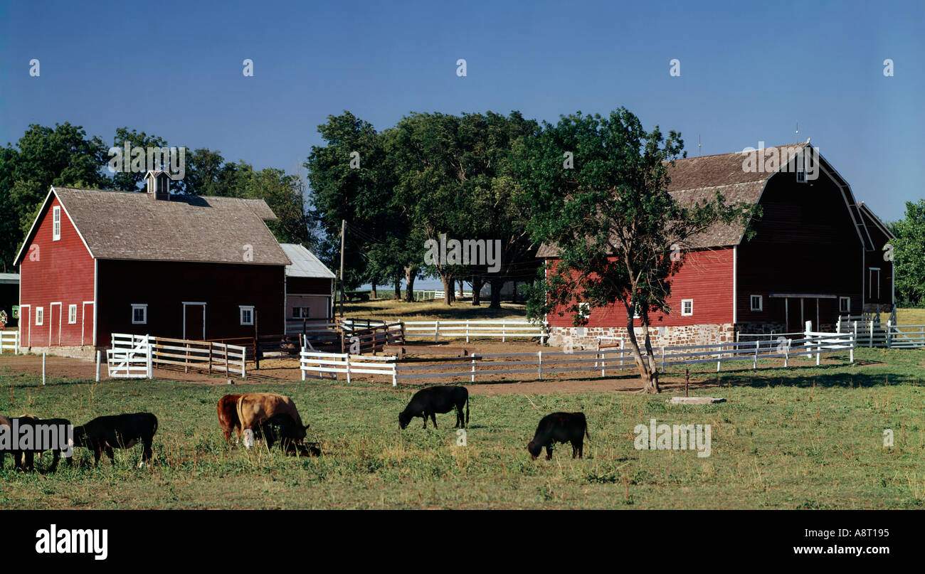 Eastern Nebraska farm with grazing cattle and red barns and white ...