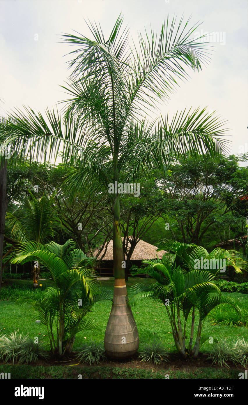 South Amerika Colombia countryside palm Stock Photo - Alamy