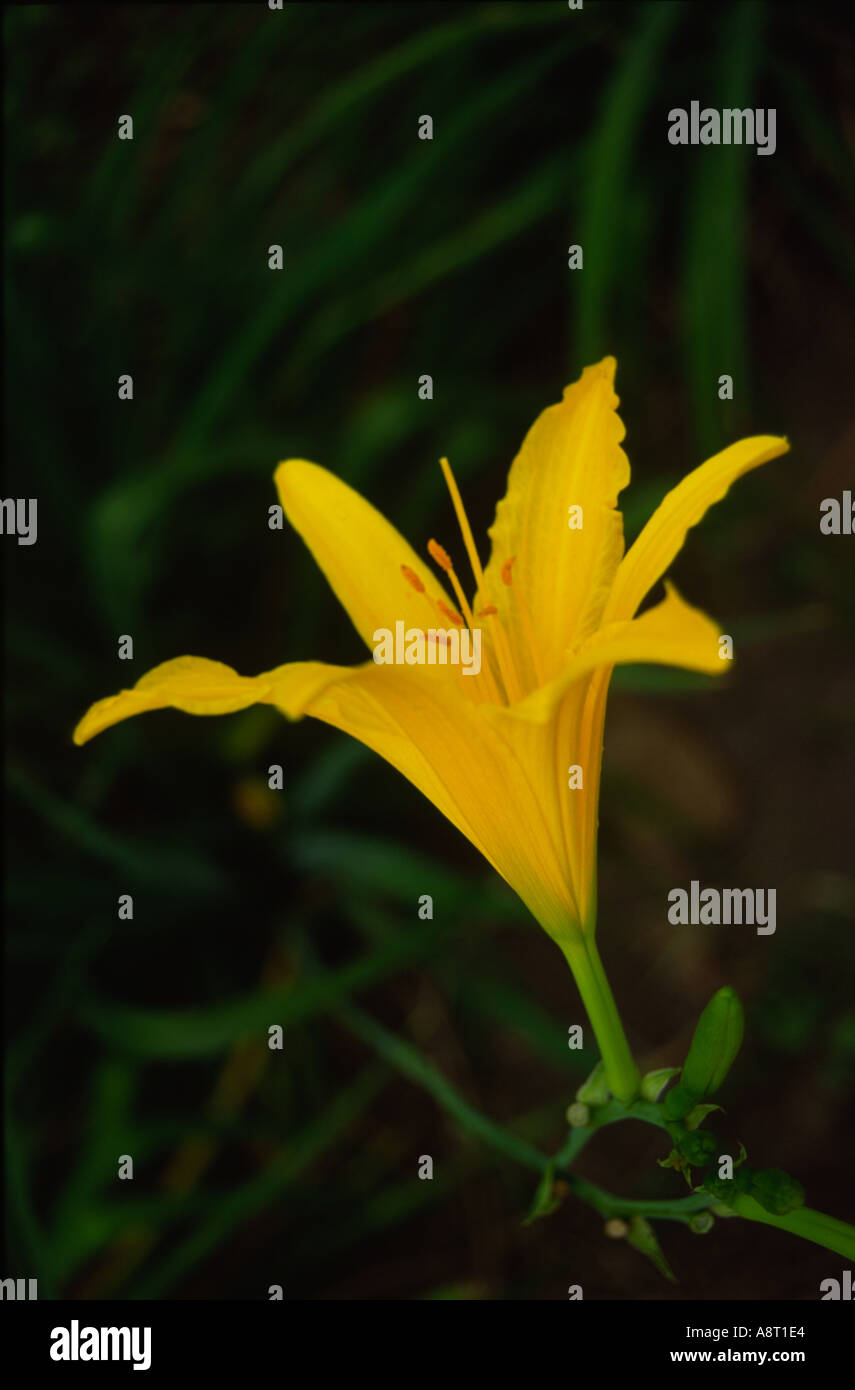 South Amerika Colombia flower color outdoor colorful flora summer plant ...