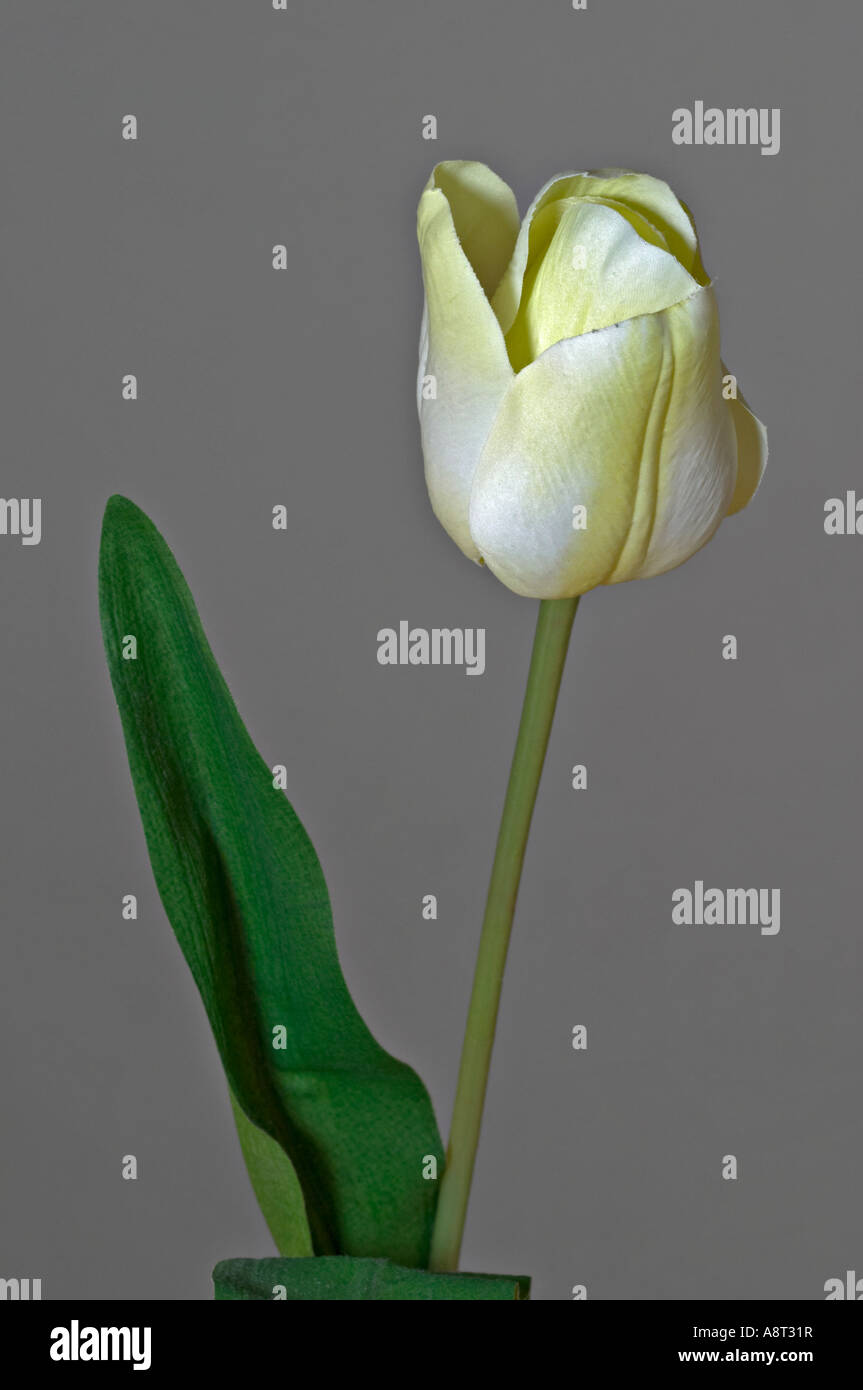 False tulip hi-res stock photography and images - Alamy