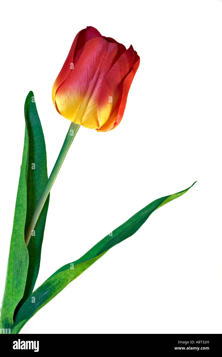 False tulip hi-res stock photography and images - Alamy