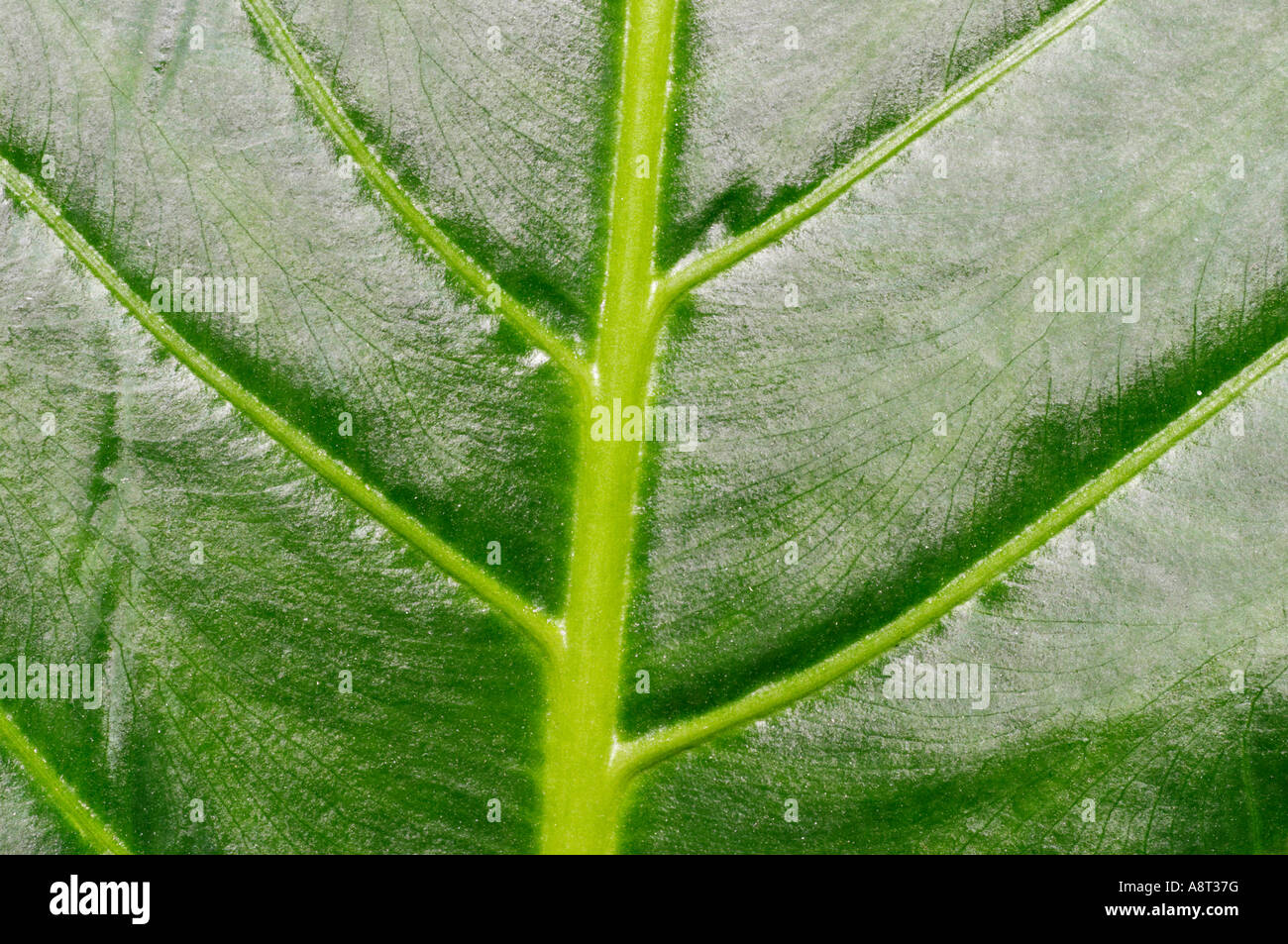 Leaf Showing Veins Stock Photo - Alamy