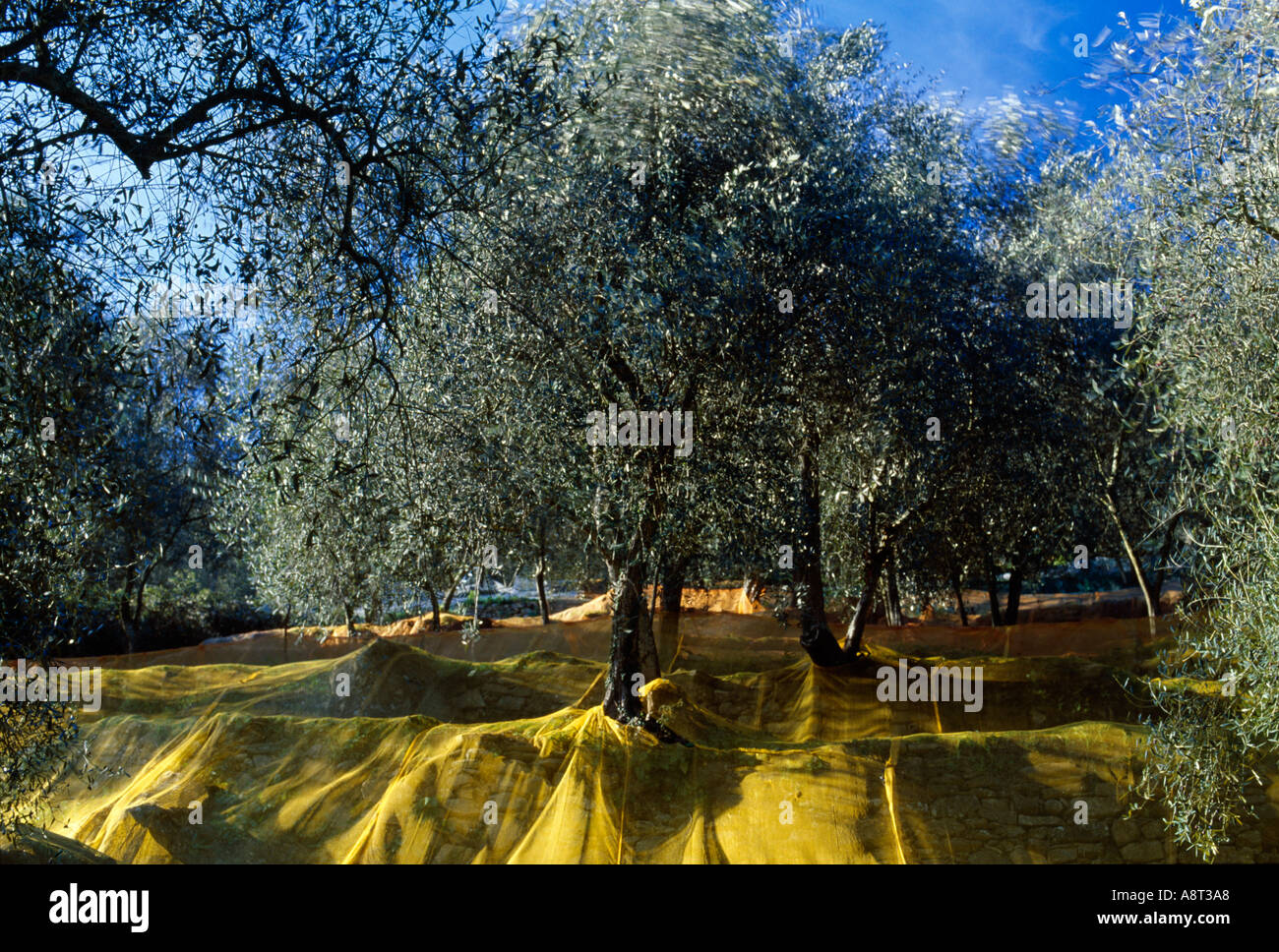 Olive harvesting nets under the trees to catch the olives when they ...