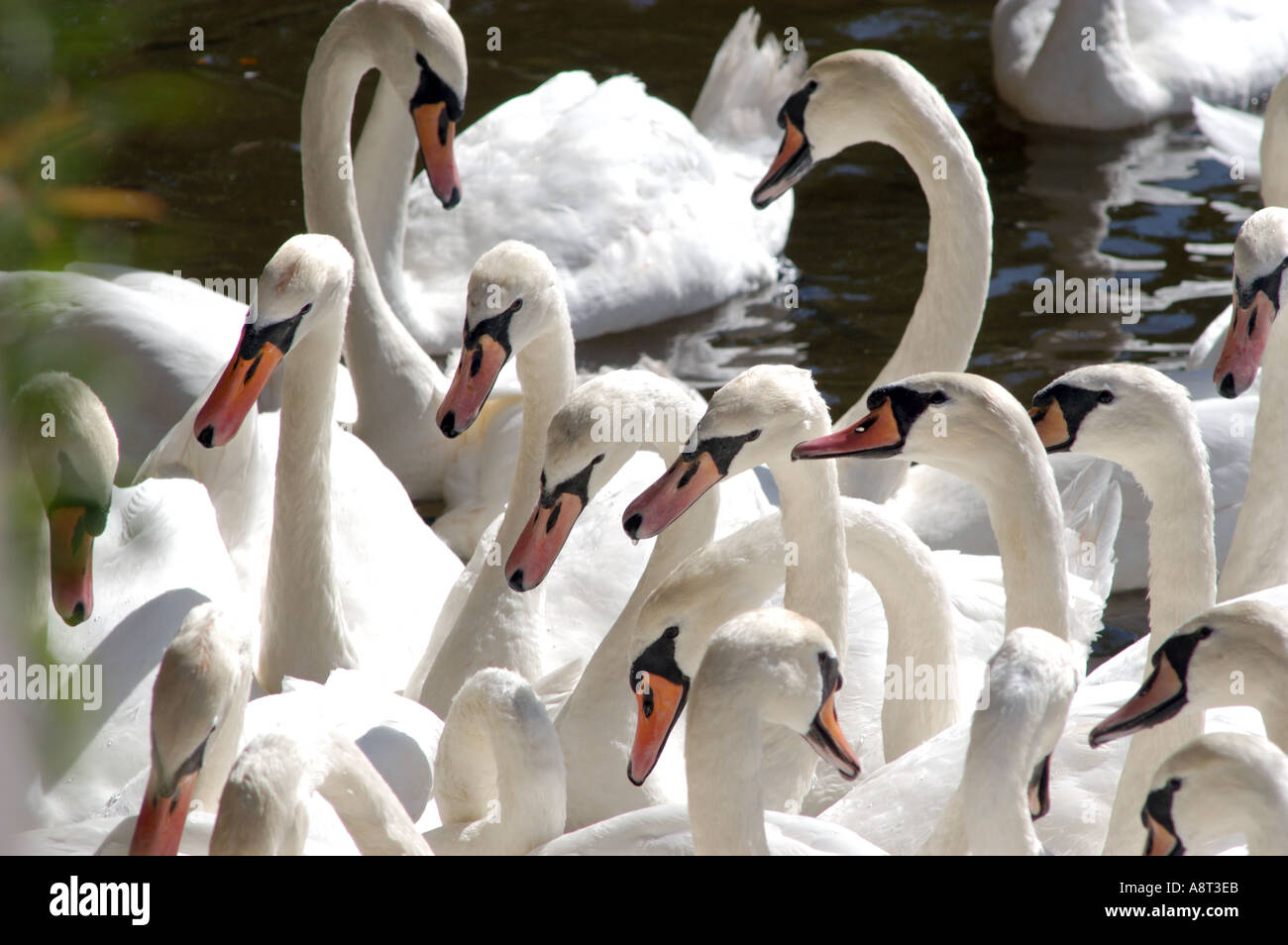 Flock swans in river aerial hi-res stock photography and images - Alamy