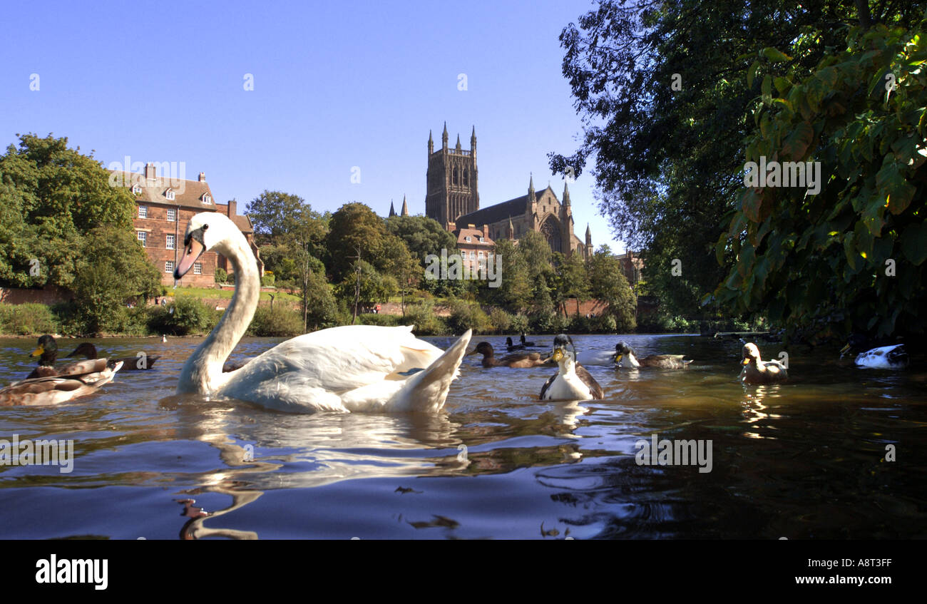 Worcester Cathedral with swans on River Severn Stock Photo - Alamy