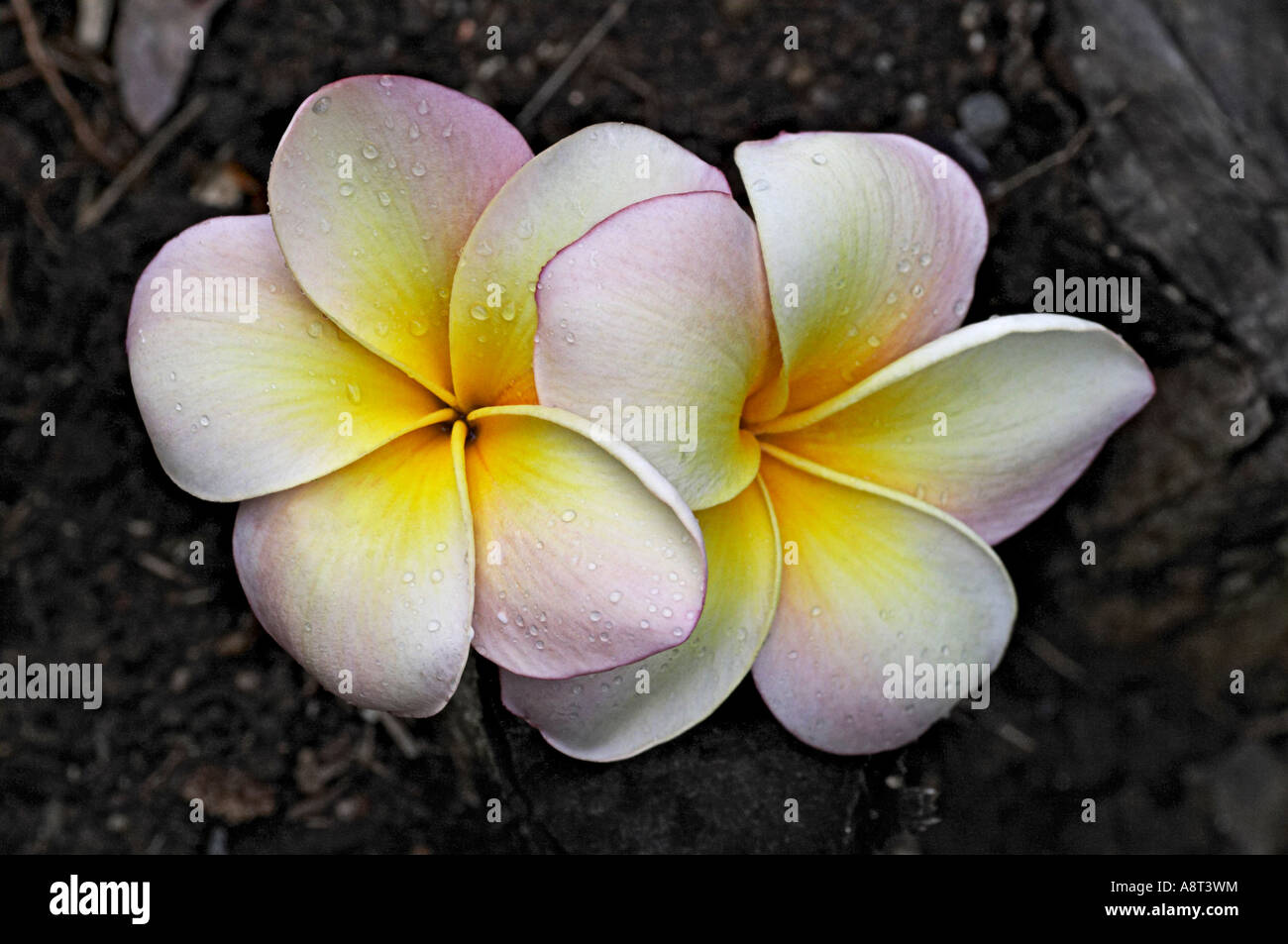 Araliya flower hi-res stock photography and images - Alamy