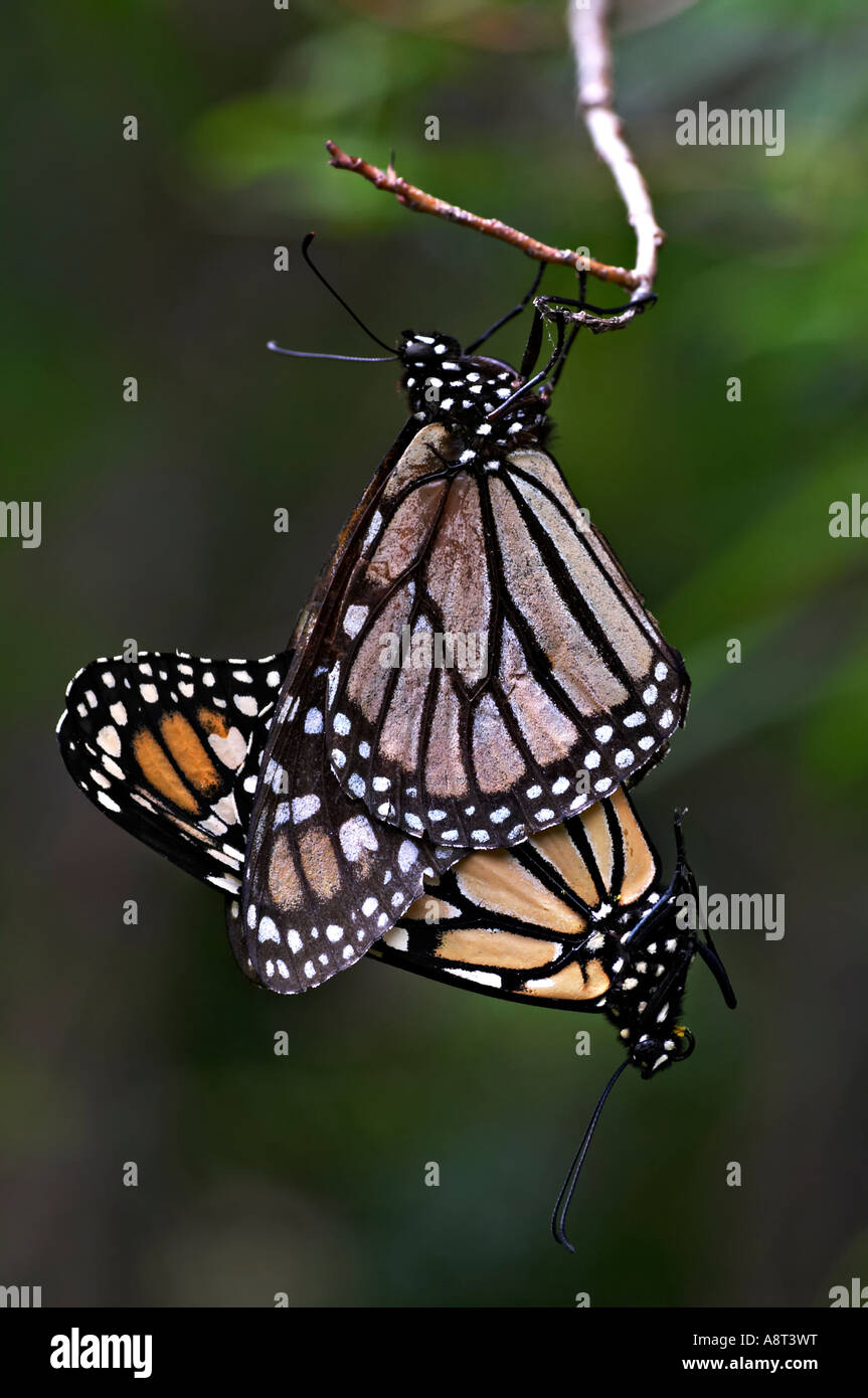 Mating Pair of Monarch Butterflies Danaus plexippus Commonly named ...