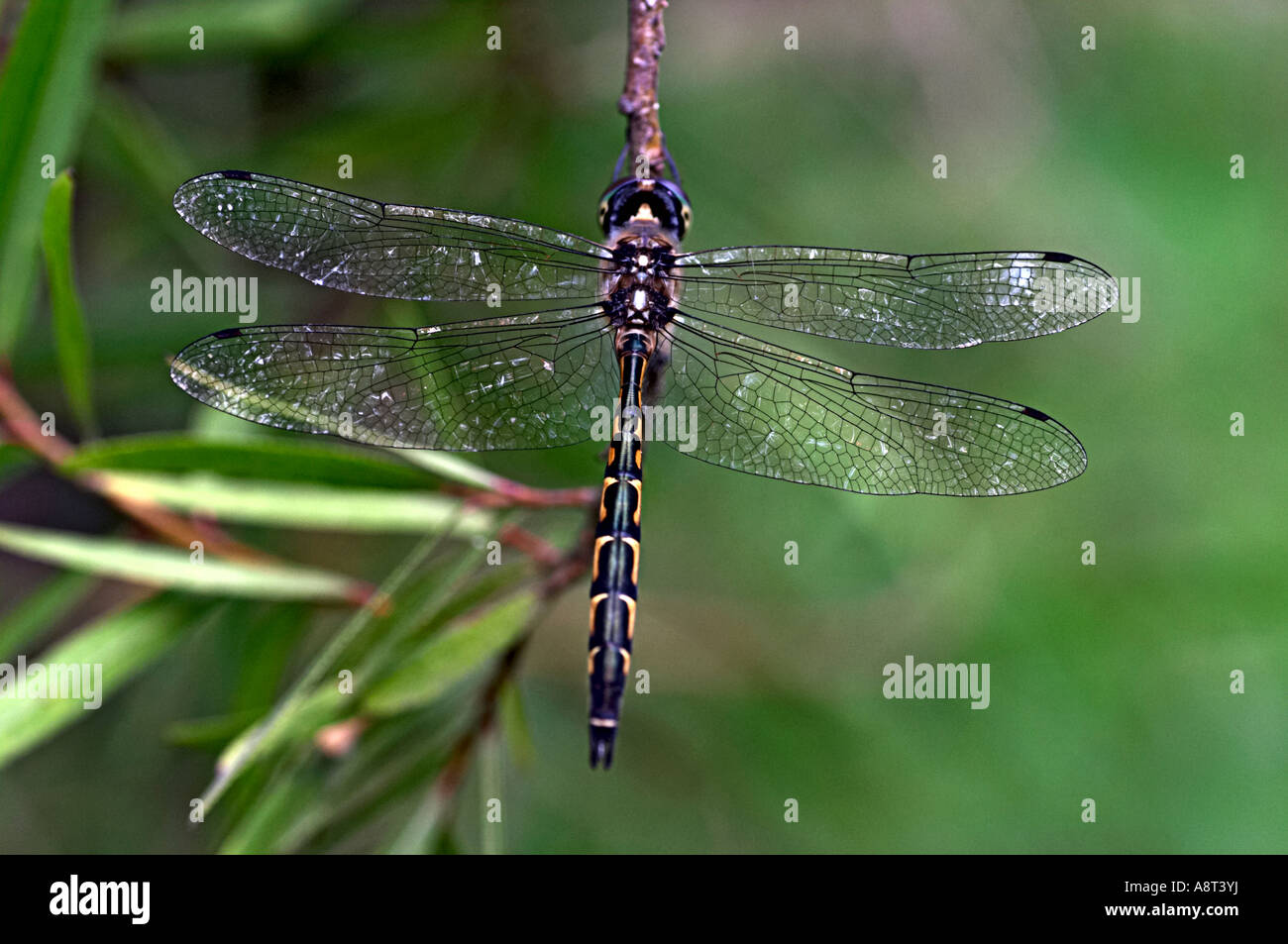 Dragonfly Close up photograph Stock Photo - Alamy